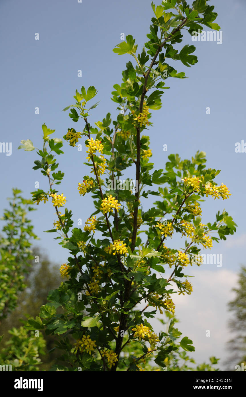 Missouri currant ribes aureum hi-res stock photography and images - Alamy