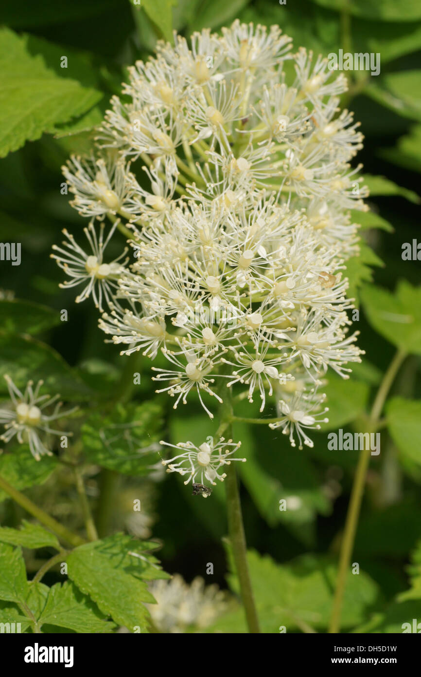 Eurasian baneberries hi-res stock photography and images - Alamy