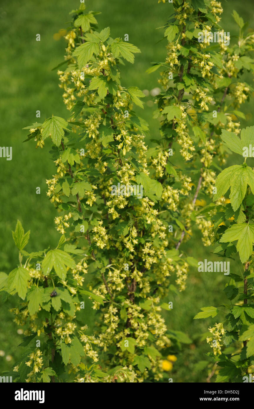 Ribes americanum hi-res stock photography and images - Alamy