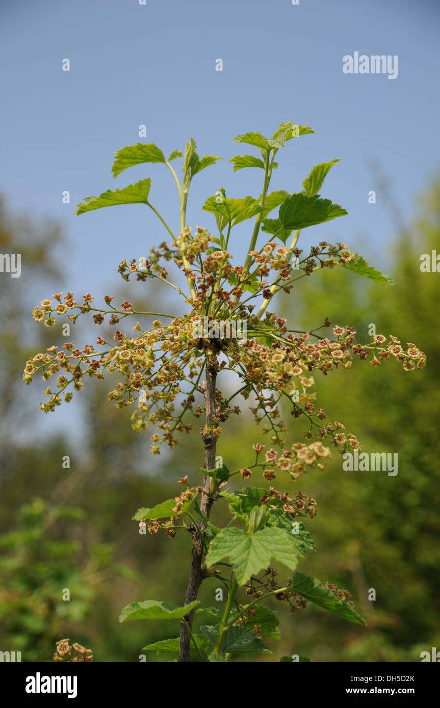 Currant garden shrubs hi-res stock photography and images - Alamy