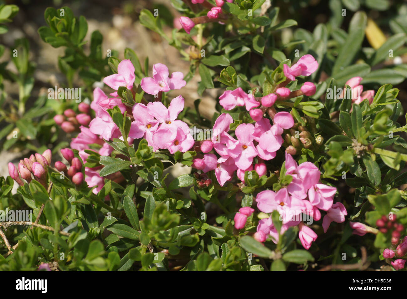 Daphne cneorum nature hi-res stock photography and images - Alamy