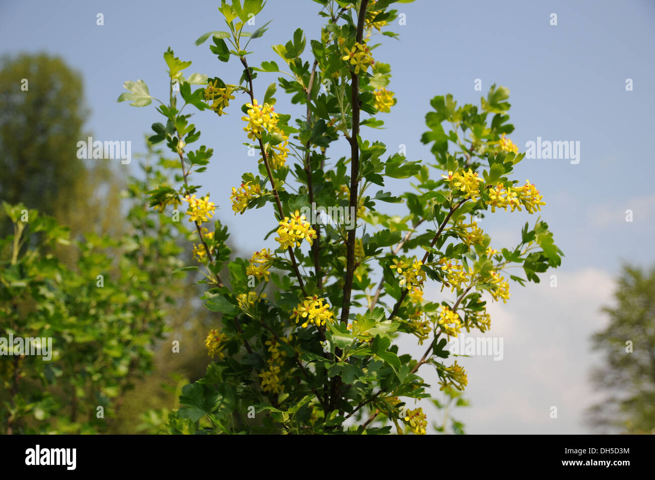 Golden currant ribes aureum hi-res stock photography and images - Alamy