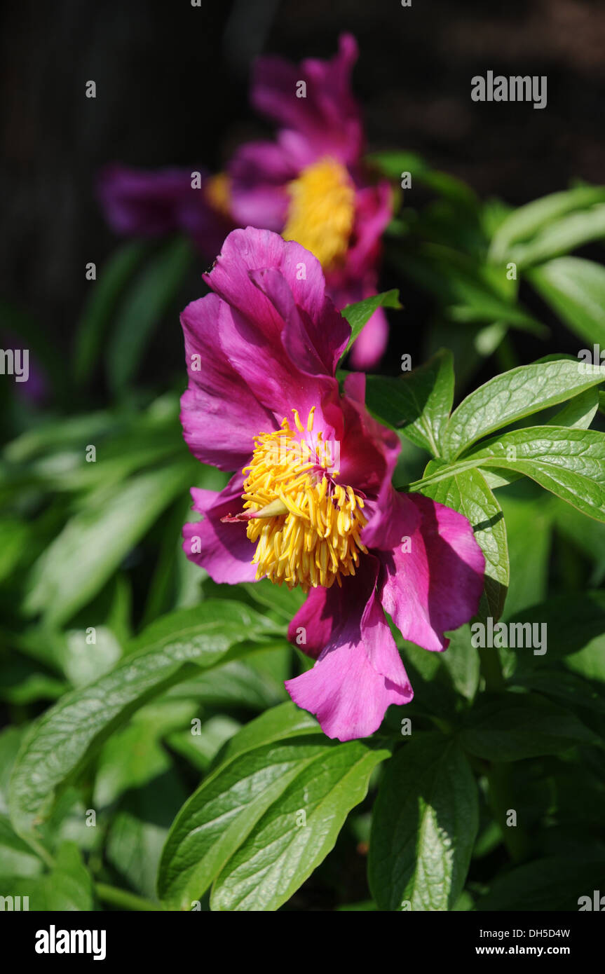 Pfingstrosen hi-res stock photography and images - Alamy