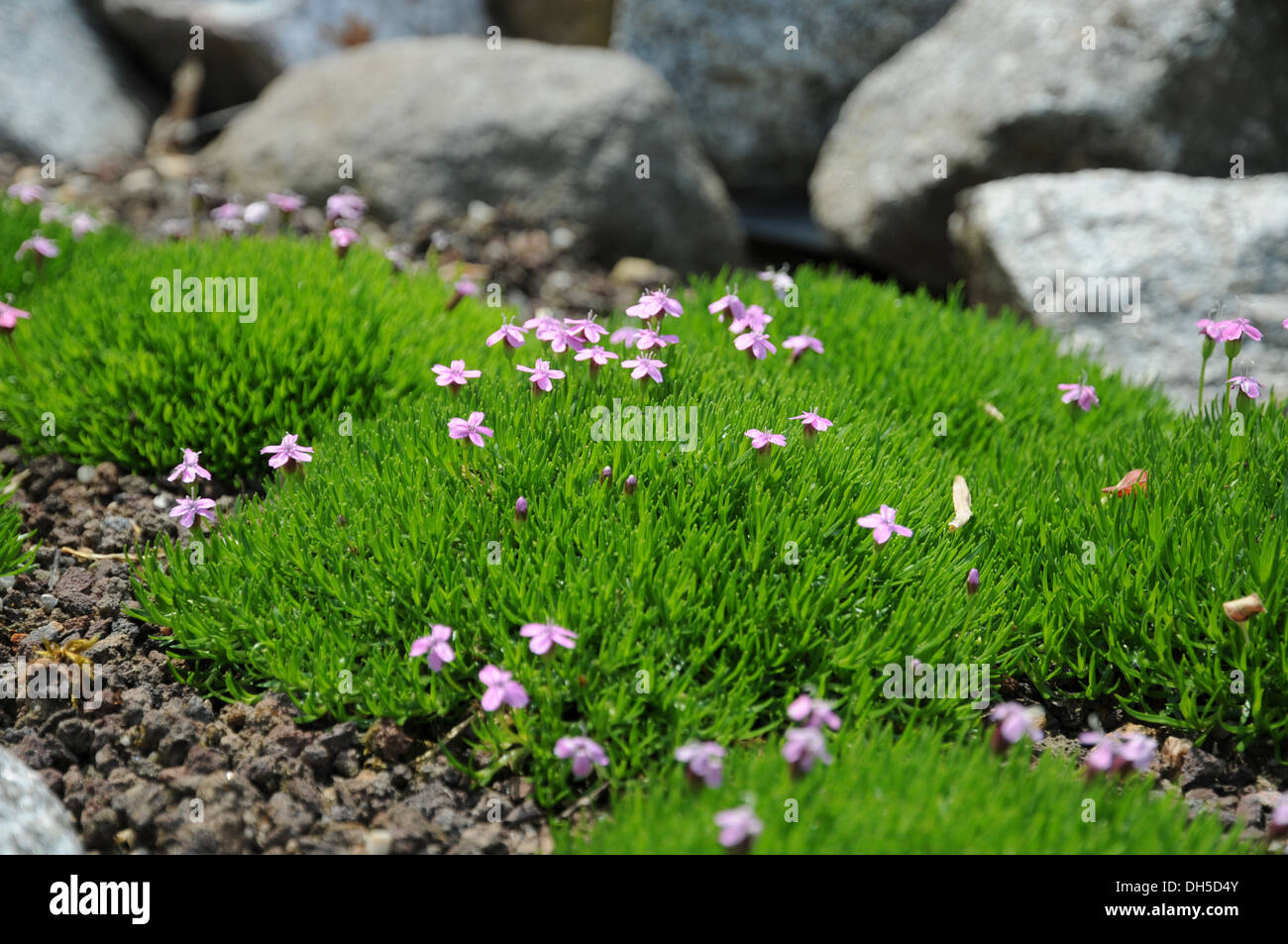 Stangeloses hi-res stock photography and images - Alamy