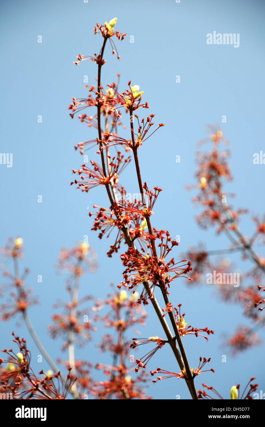 Rotahorn acer rubrum blatt hi-res stock photography and images - Alamy
