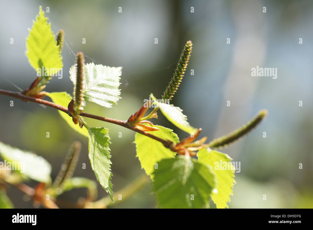 Silver birch birches hi-res stock photography and images - Alamy