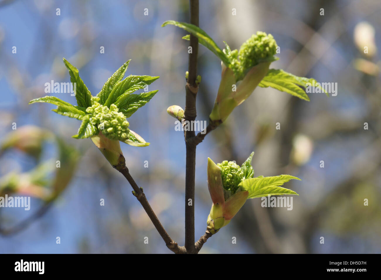Maple shoots hi-res stock photography and images - Alamy