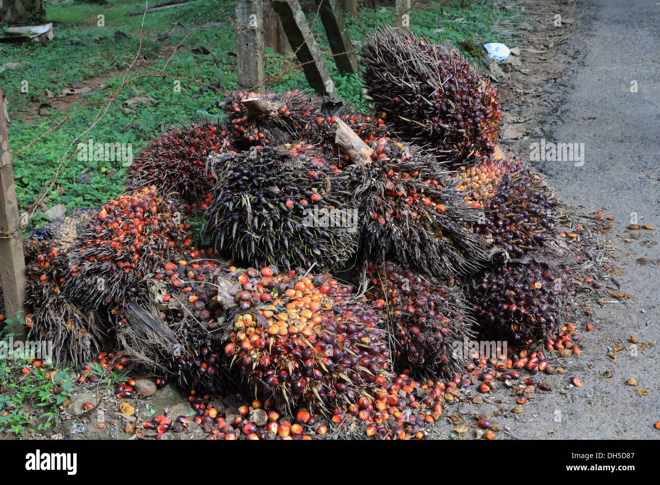 Oil palm fruit hi-res stock photography and images - Alamy