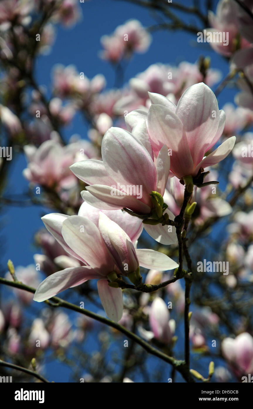 Magnolien strauch hi-res stock photography and images - Alamy