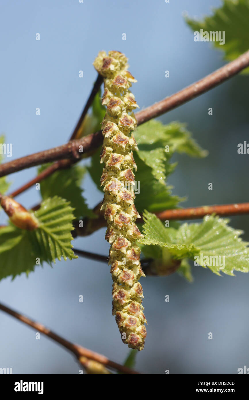 Silver birch flowers hi-res stock photography and images - Alamy