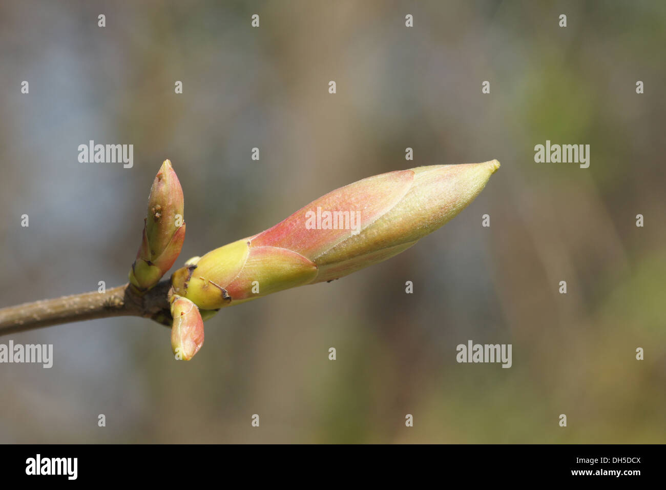 Sycamore leaves flowers hi-res stock photography and images - Alamy