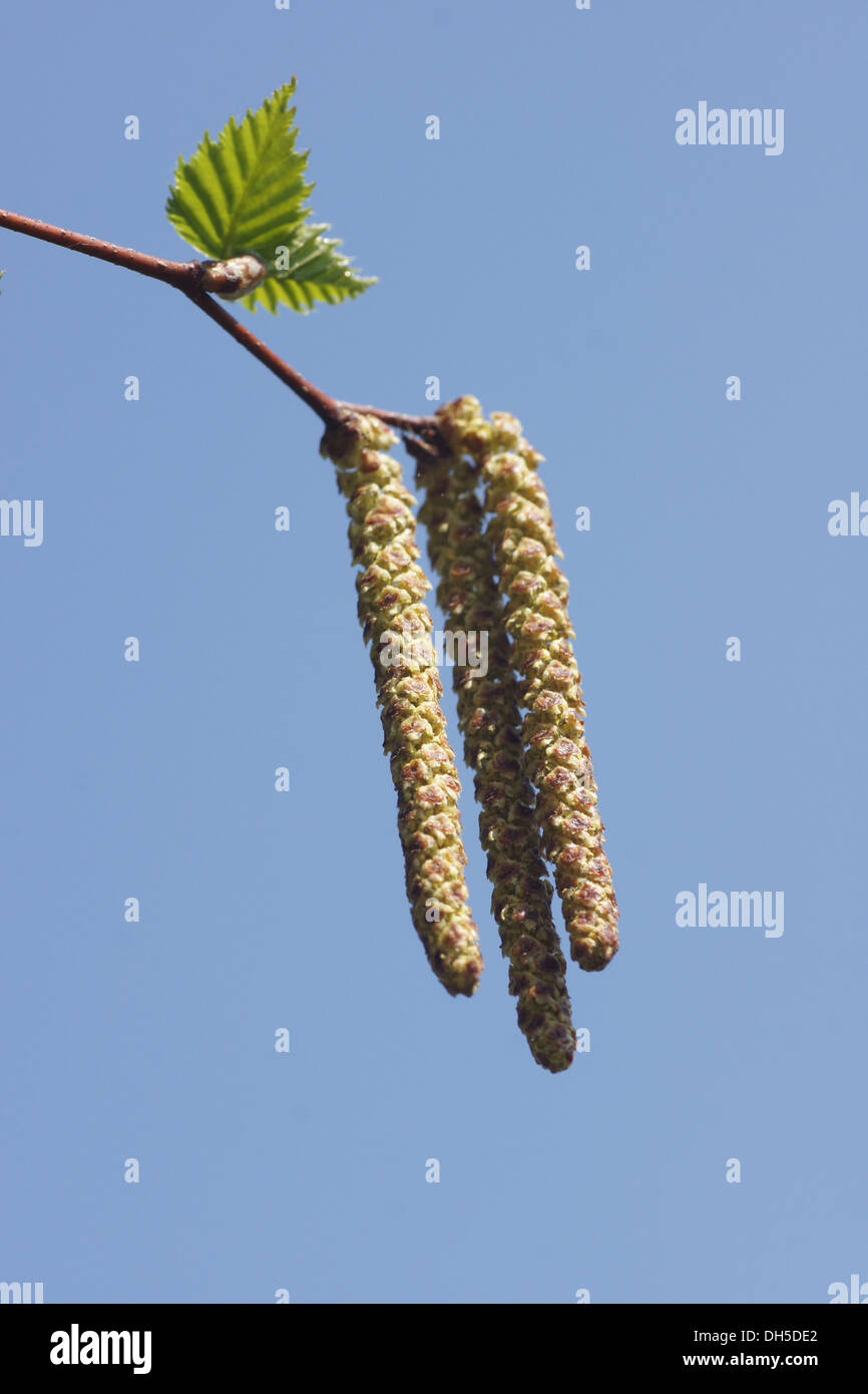 Silver Birch catkins Stock Photo - Alamy