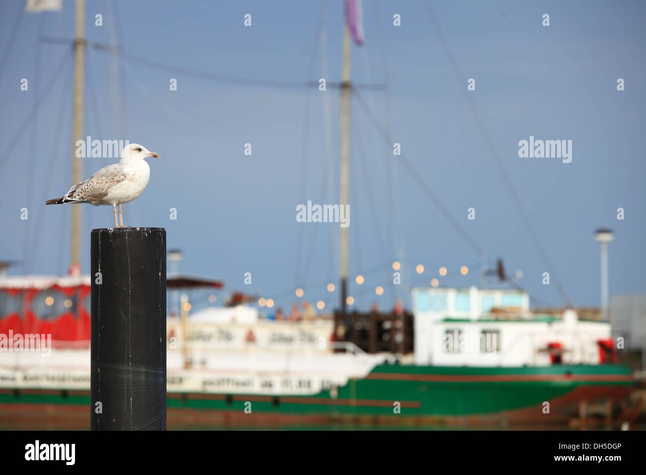 seagull seaside bird sitting on tube at the sea ocean blue sky port in ...