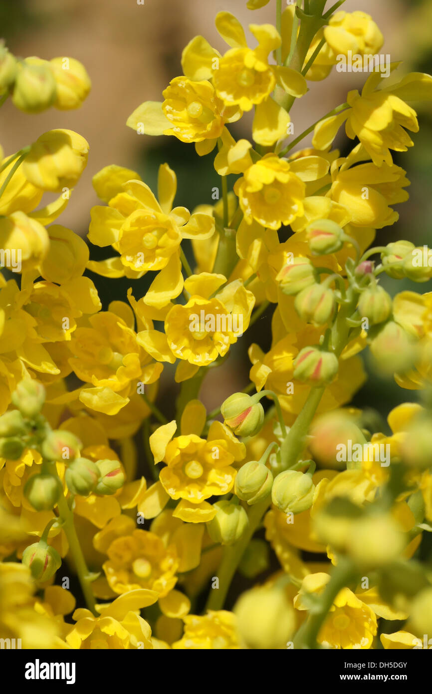 Oregon grape plants hi-res stock photography and images - Alamy