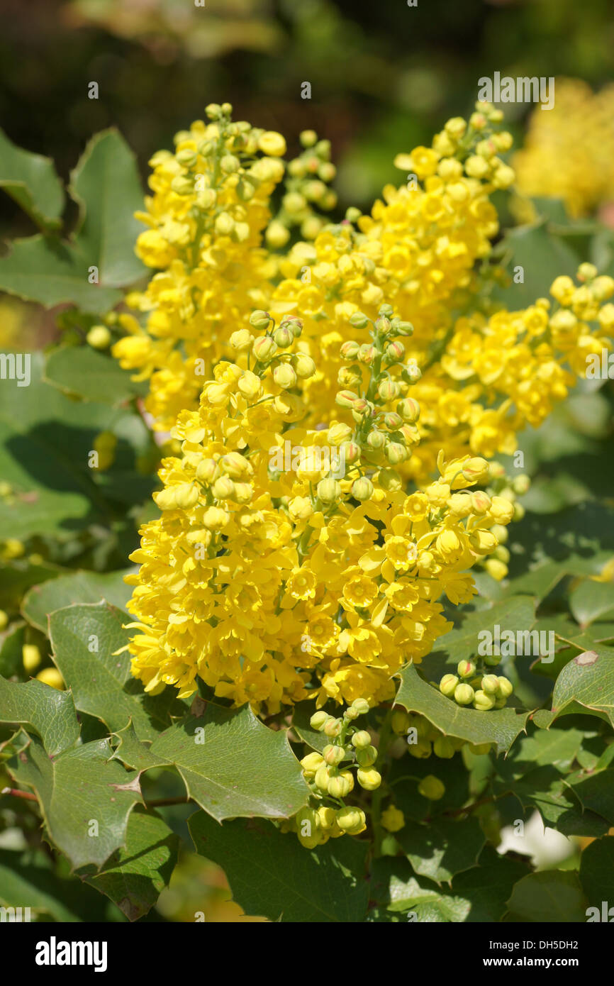 Oregon grape plants hi-res stock photography and images - Alamy