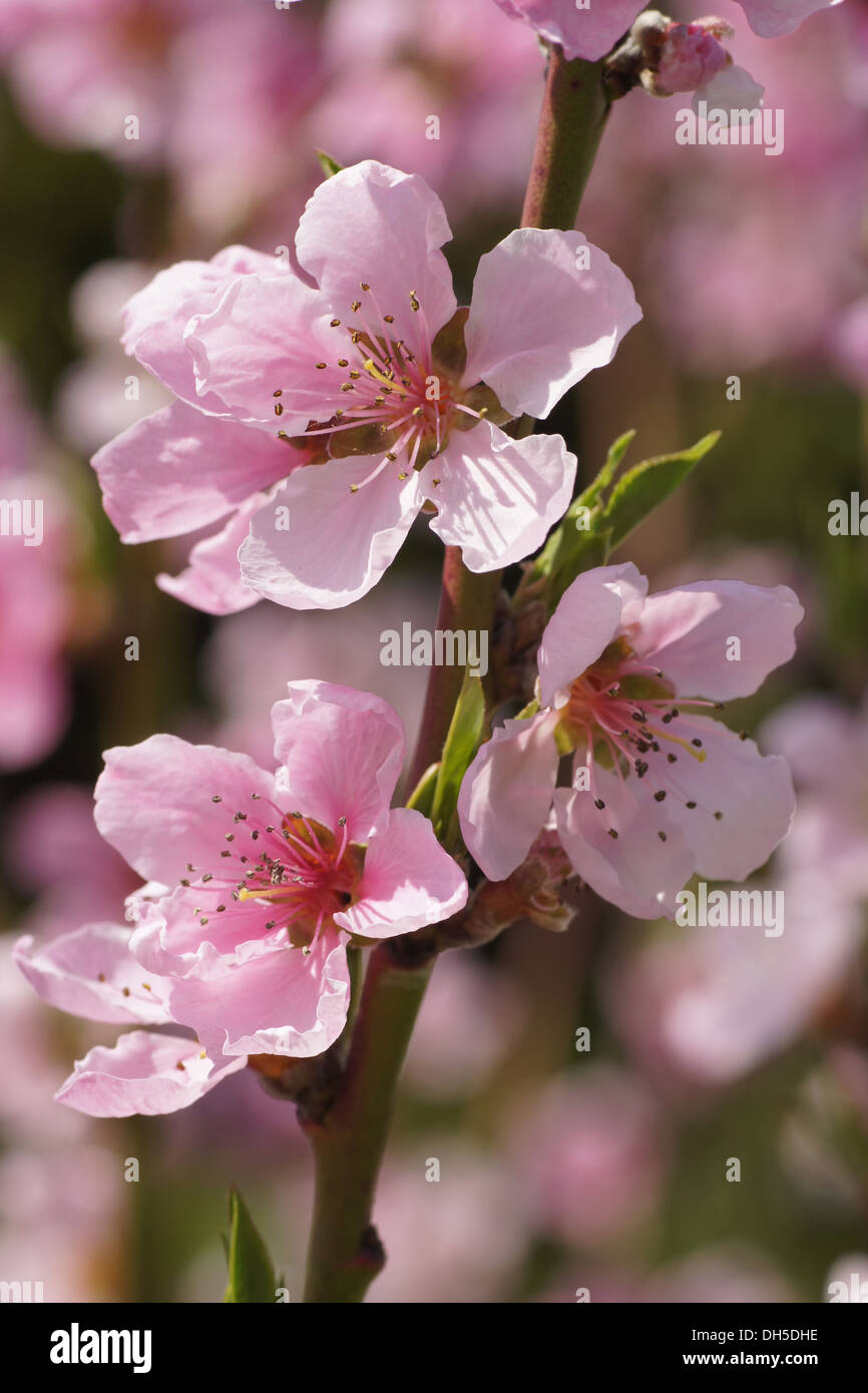 Peach blossoms hi-res stock photography and images - Alamy