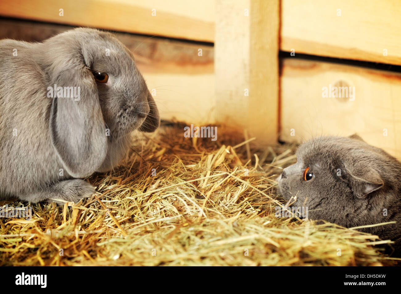 Cat and Rabbit Stock Photo - Alamy