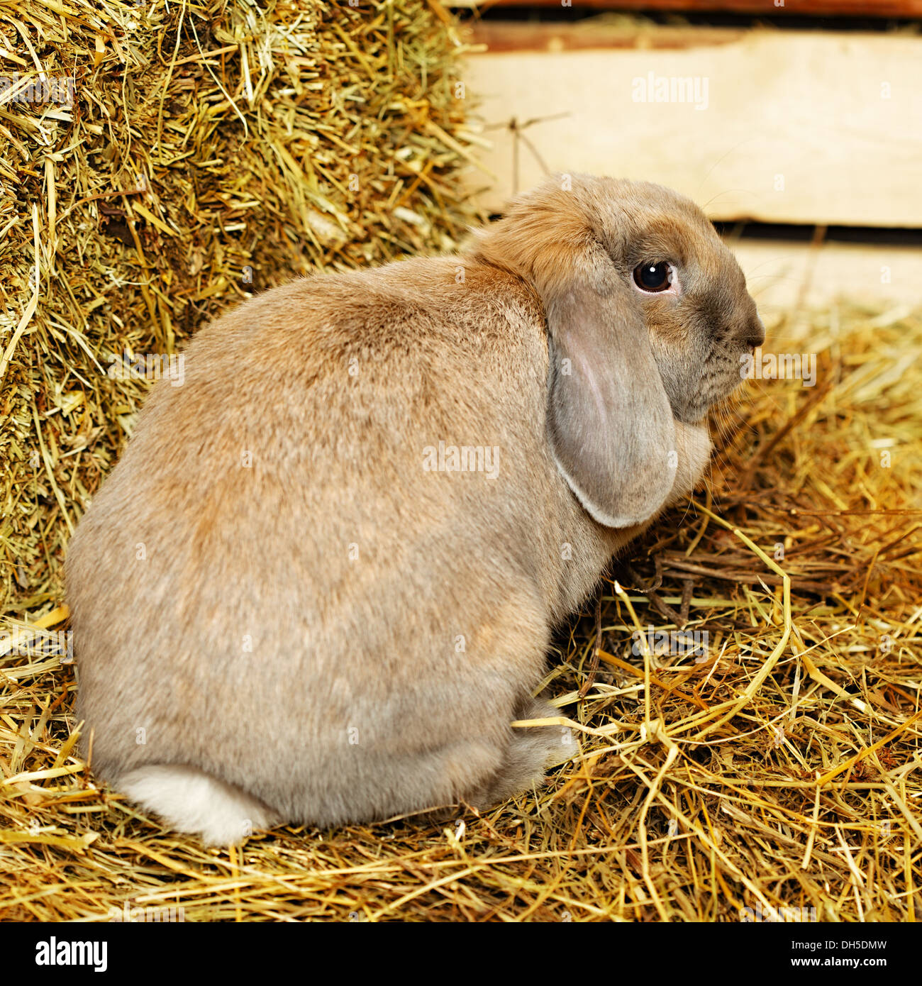 Rabbit hay hi-res stock photography and images - Alamy