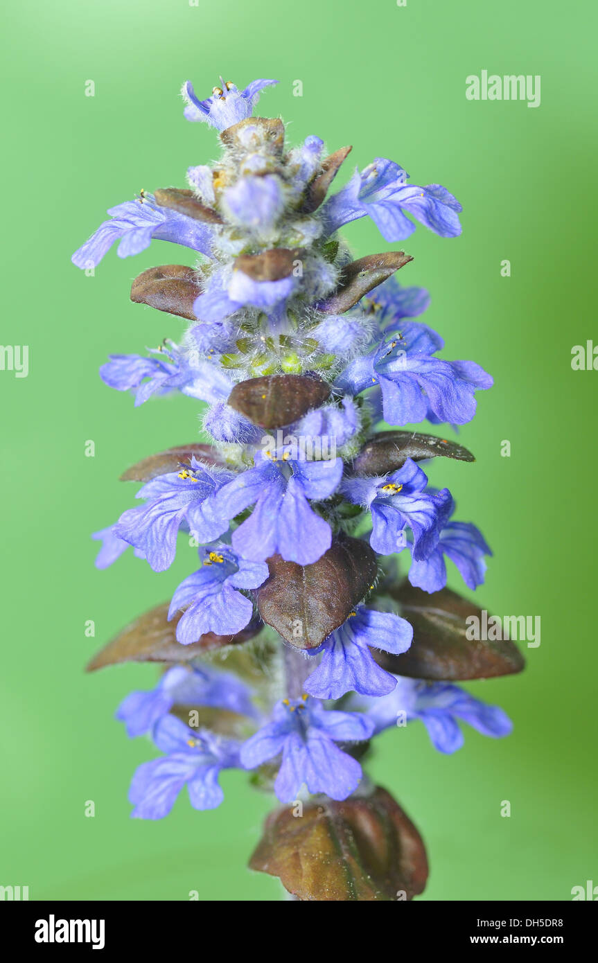 Ajuga reptans High Resolution Stock Photography and Images - Alamy