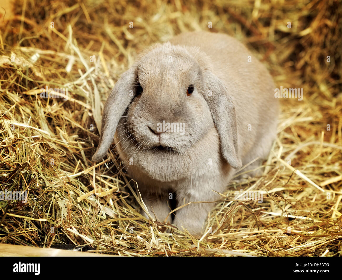 Lop eared rabbit close hi-res stock photography and images - Alamy