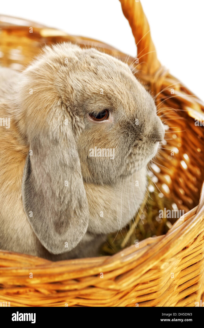Sleepy rabbit hi-res stock photography and images - Alamy