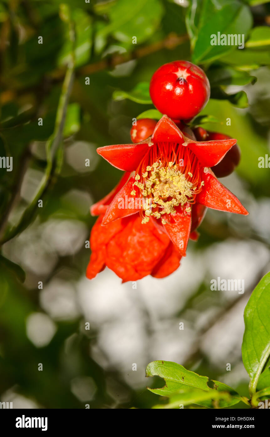Pomegranate blossoms hi-res stock photography and images - Alamy