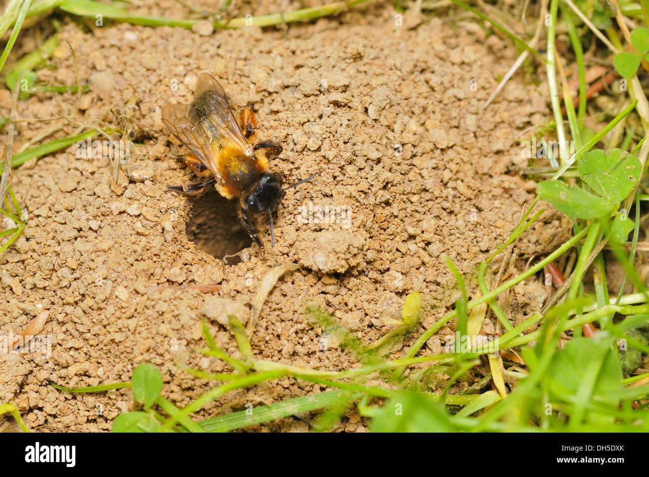 Sandbienen hi-res stock photography and images - Alamy