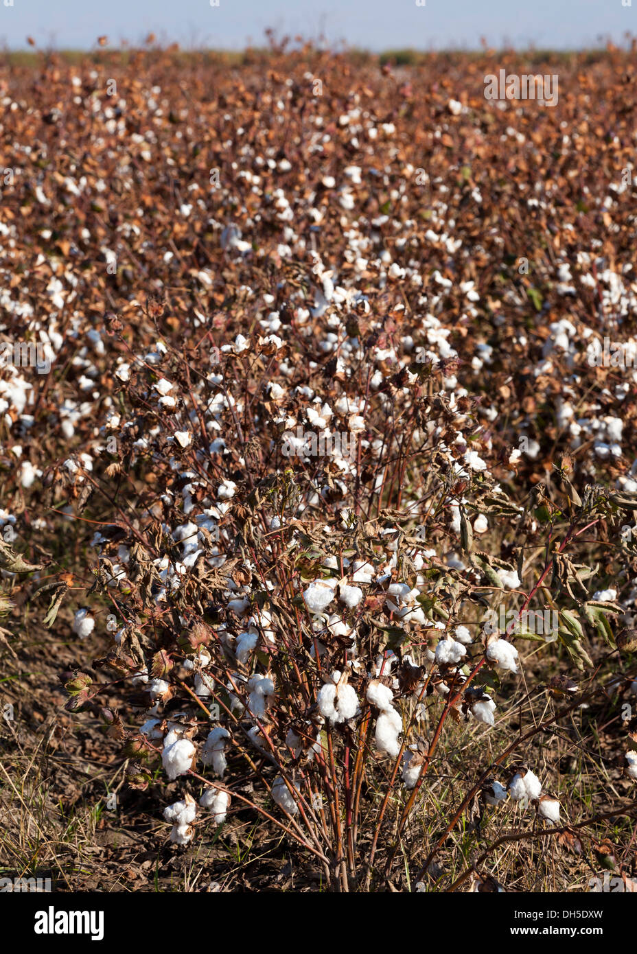 Cotton field - California USA Stock Photo - Alamy
