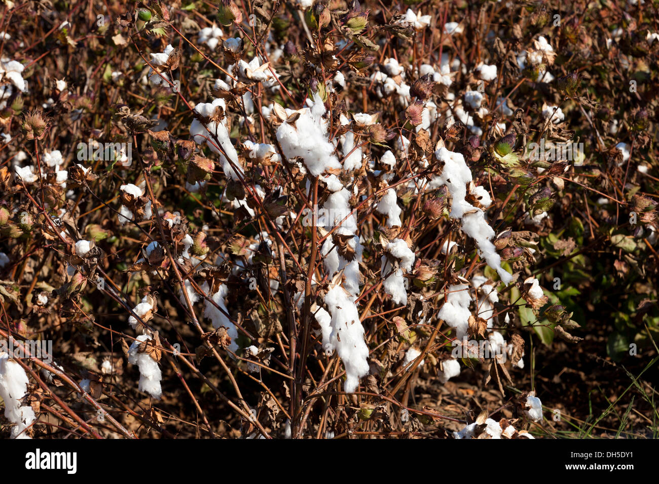 Cotton field - California USA Stock Photo - Alamy