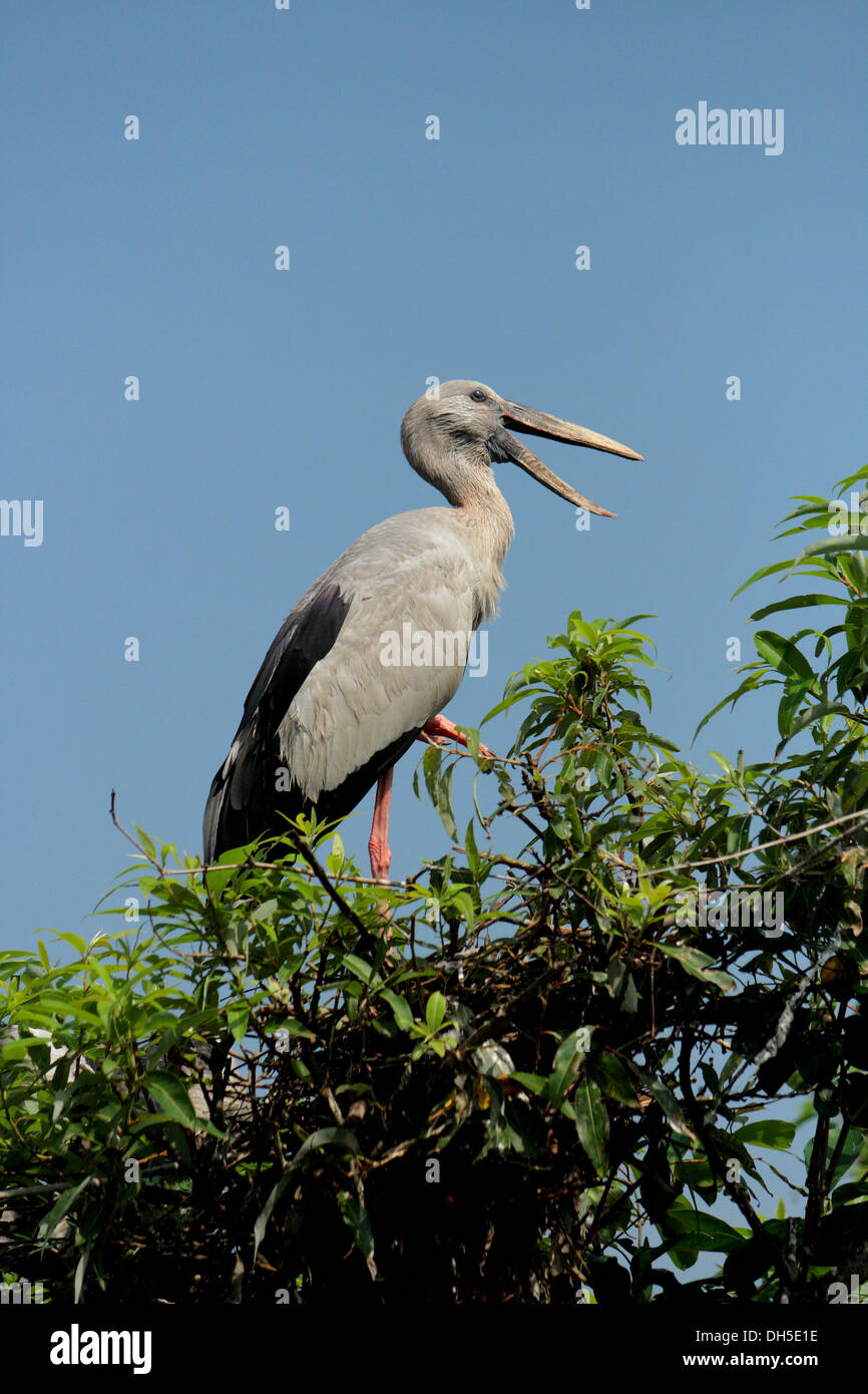 Asian Openbill Stork, Ranganthittu, Bird, Sanctuary, Karnataka, India ...
