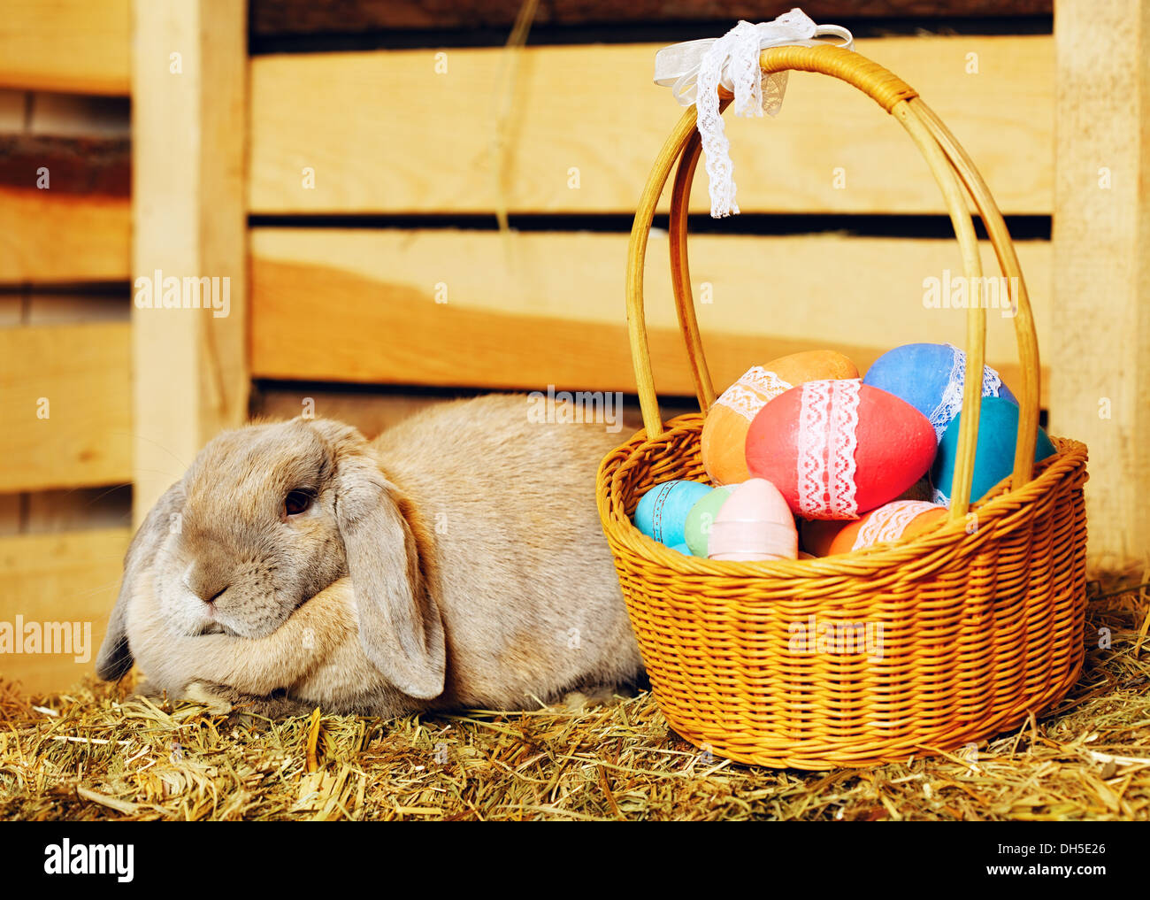 Dwarf lop eared rabbit lying hi-res stock photography and images - Alamy