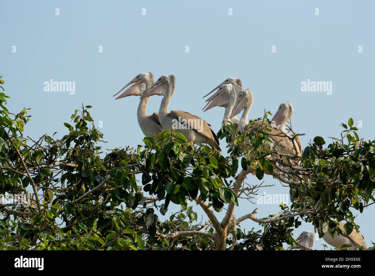 Grey Pelican, Ranganthittu Bird Sanctuary, Karnataka, India Stock Photo ...