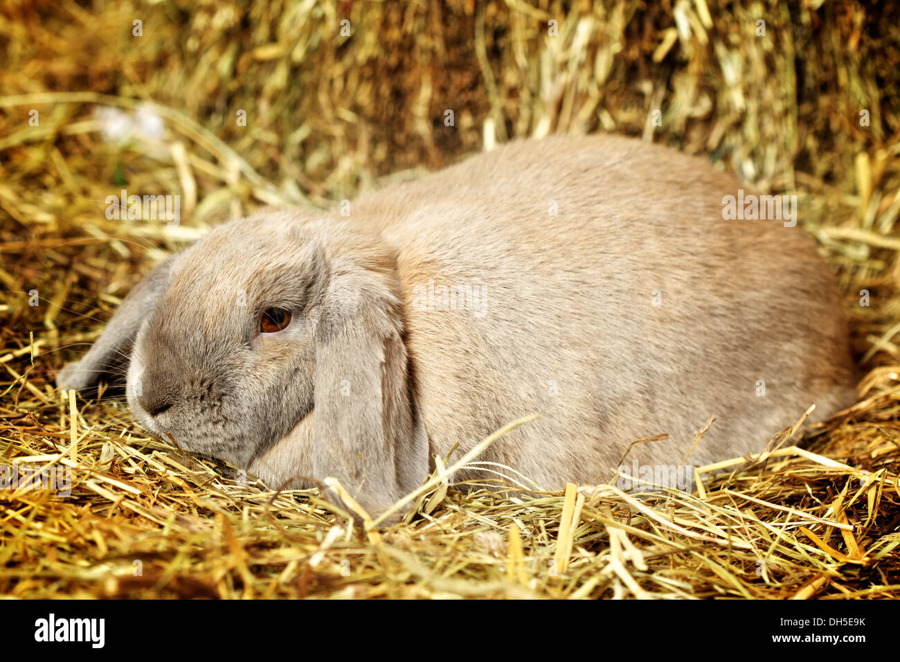 Earred animal hi-res stock photography and images - Alamy