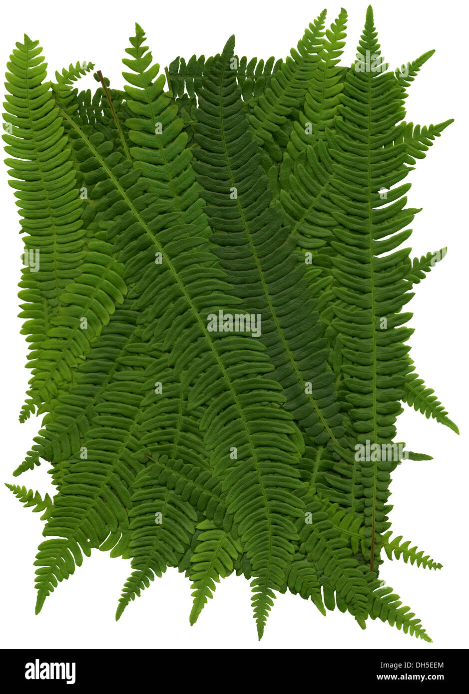 Fern texture hi-res stock photography and images - Alamy