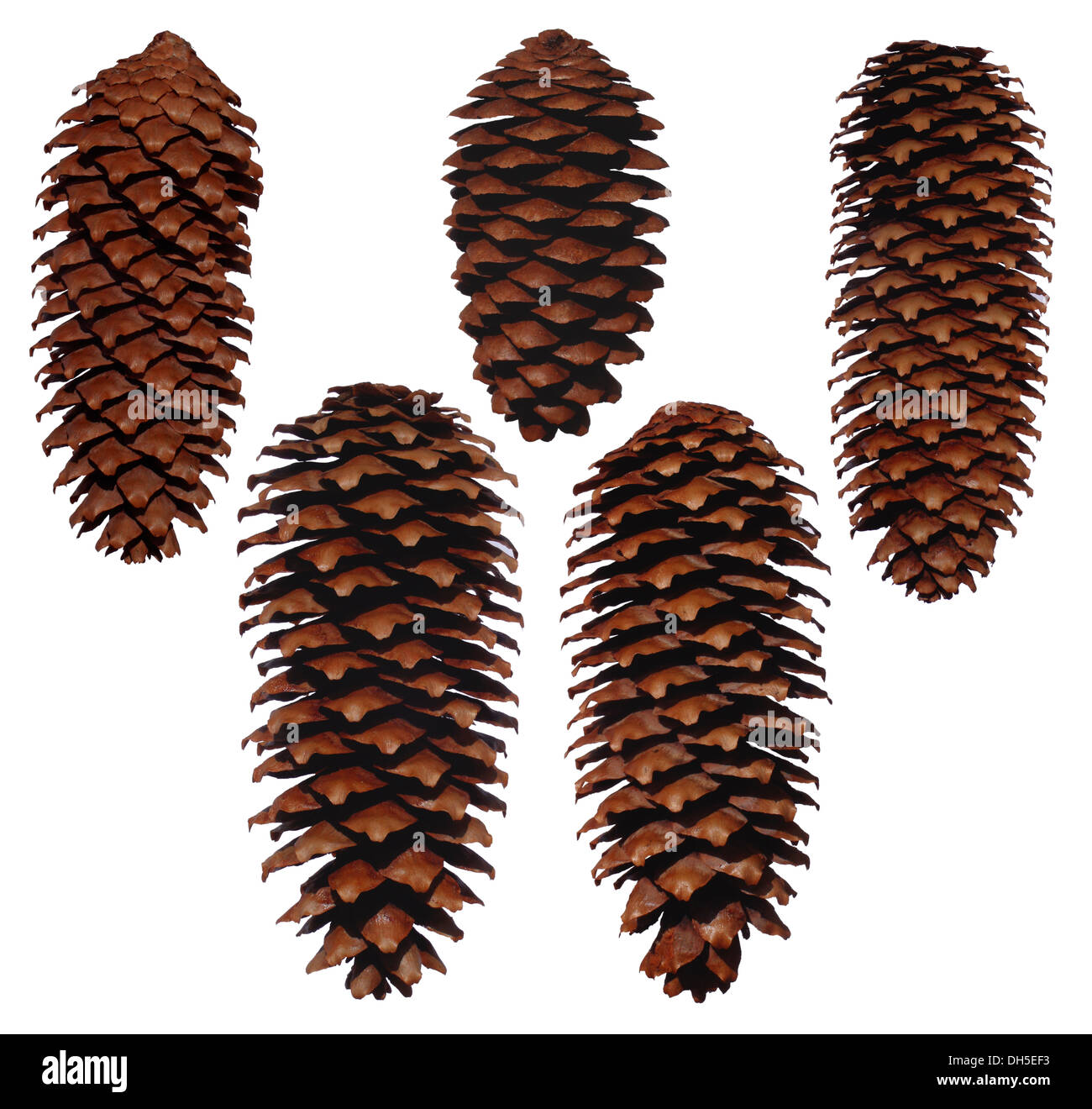 Common spruces picea abies hi-res stock photography and images - Alamy