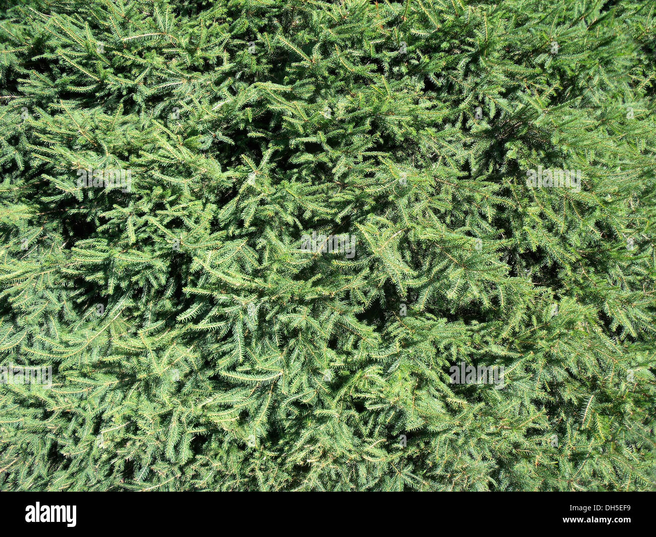 Spruce hedge hi-res stock photography and images - Alamy