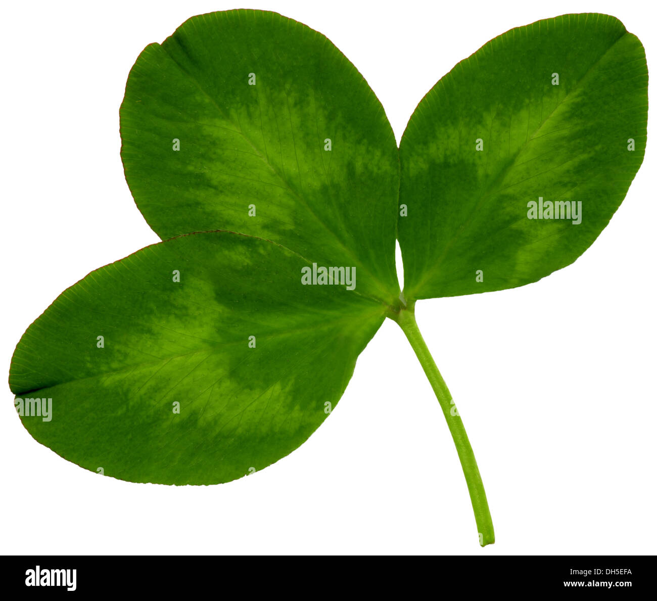 Kleeblatt muster hi-res stock photography and images - Alamy