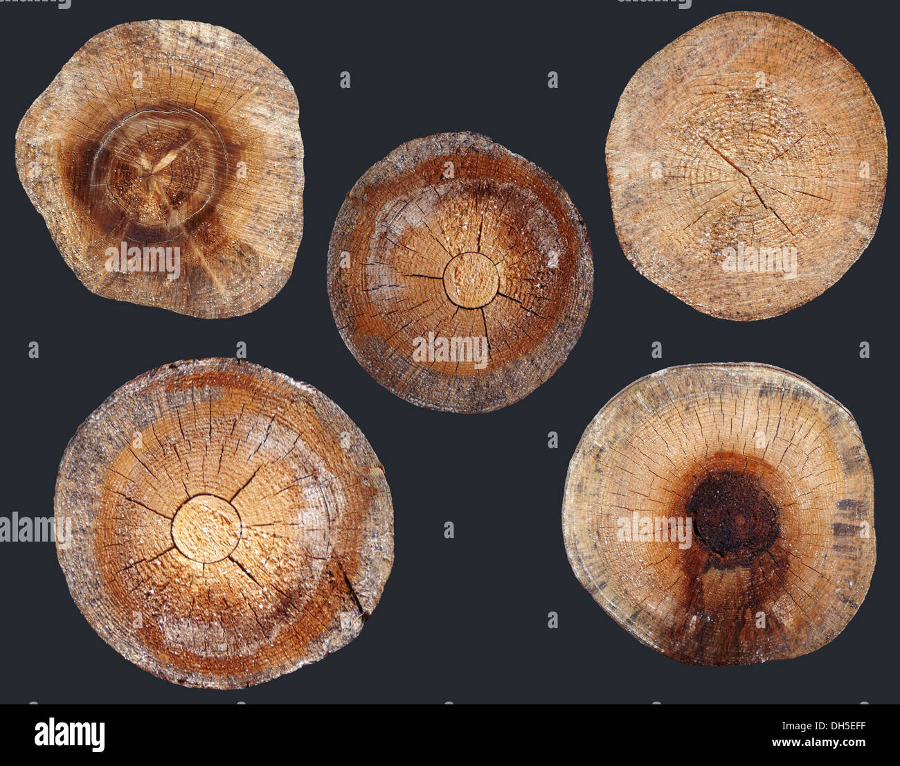 Cross section conifer tree trunk hi-res stock photography and images ...