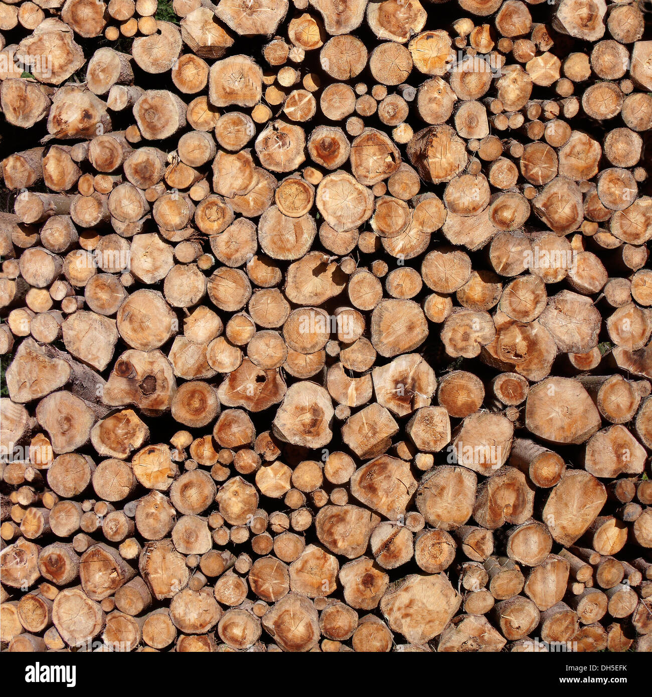 Structure of stacked tree trunks of spruce Stock Photo - Alamy