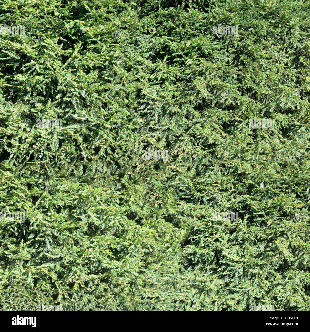 Hedge High Resolution Stock Photography and Images - Alamy