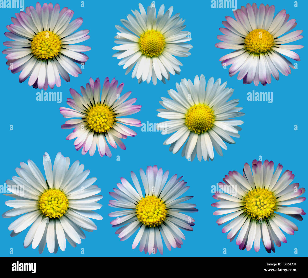Blue daisy pattern hi-res stock photography and images - Alamy