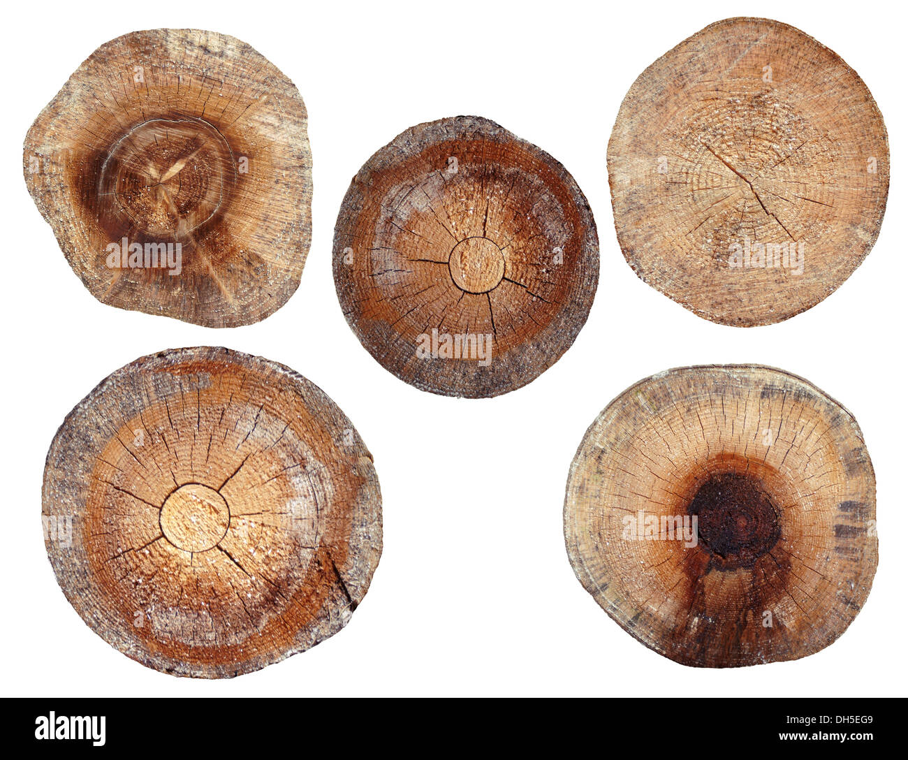 Cross section conifer trunk Cut Out Stock Images & Pictures - Alamy