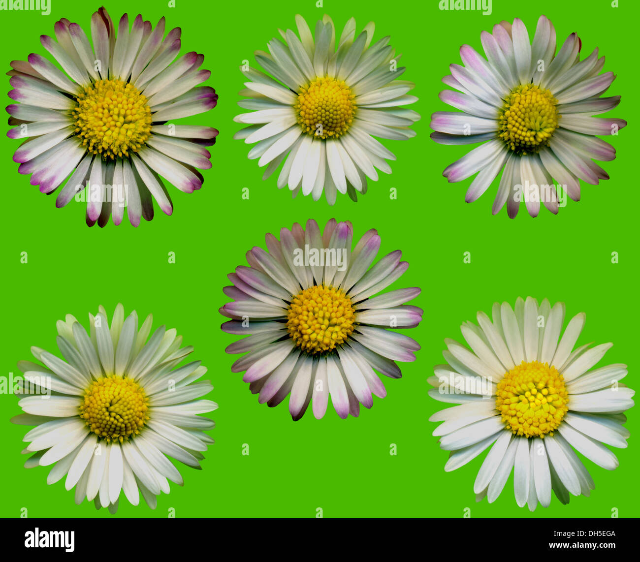 Daisy green hi-res stock photography and images - Alamy