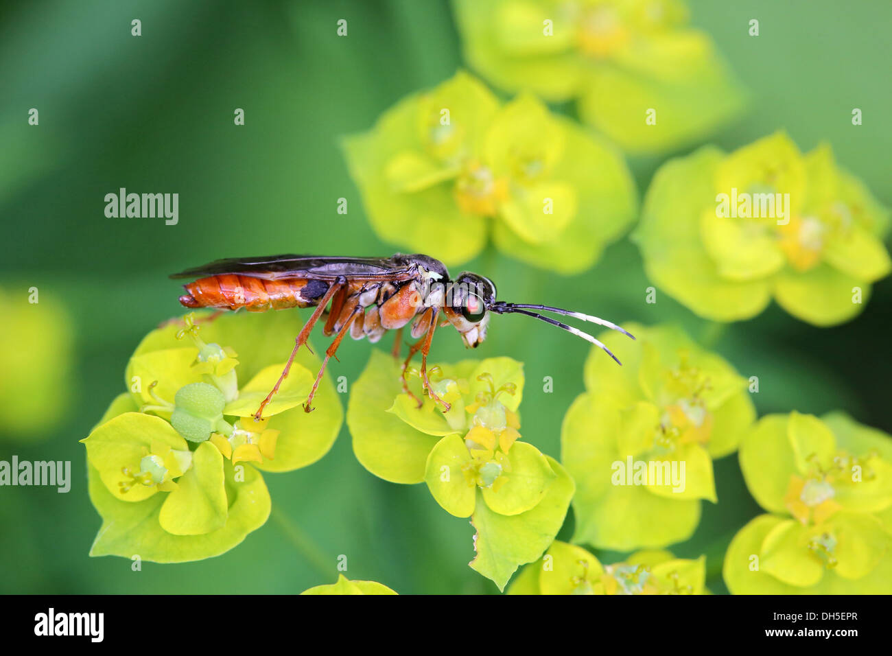 Tenthredo ferruginosa, Sawfly Stock Photo - Alamy