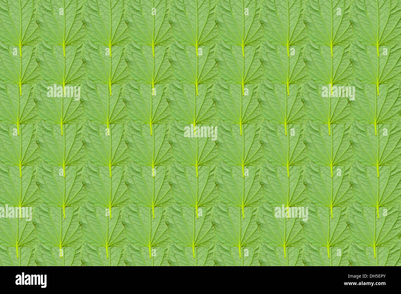leaf backside background Stock Photo - Alamy