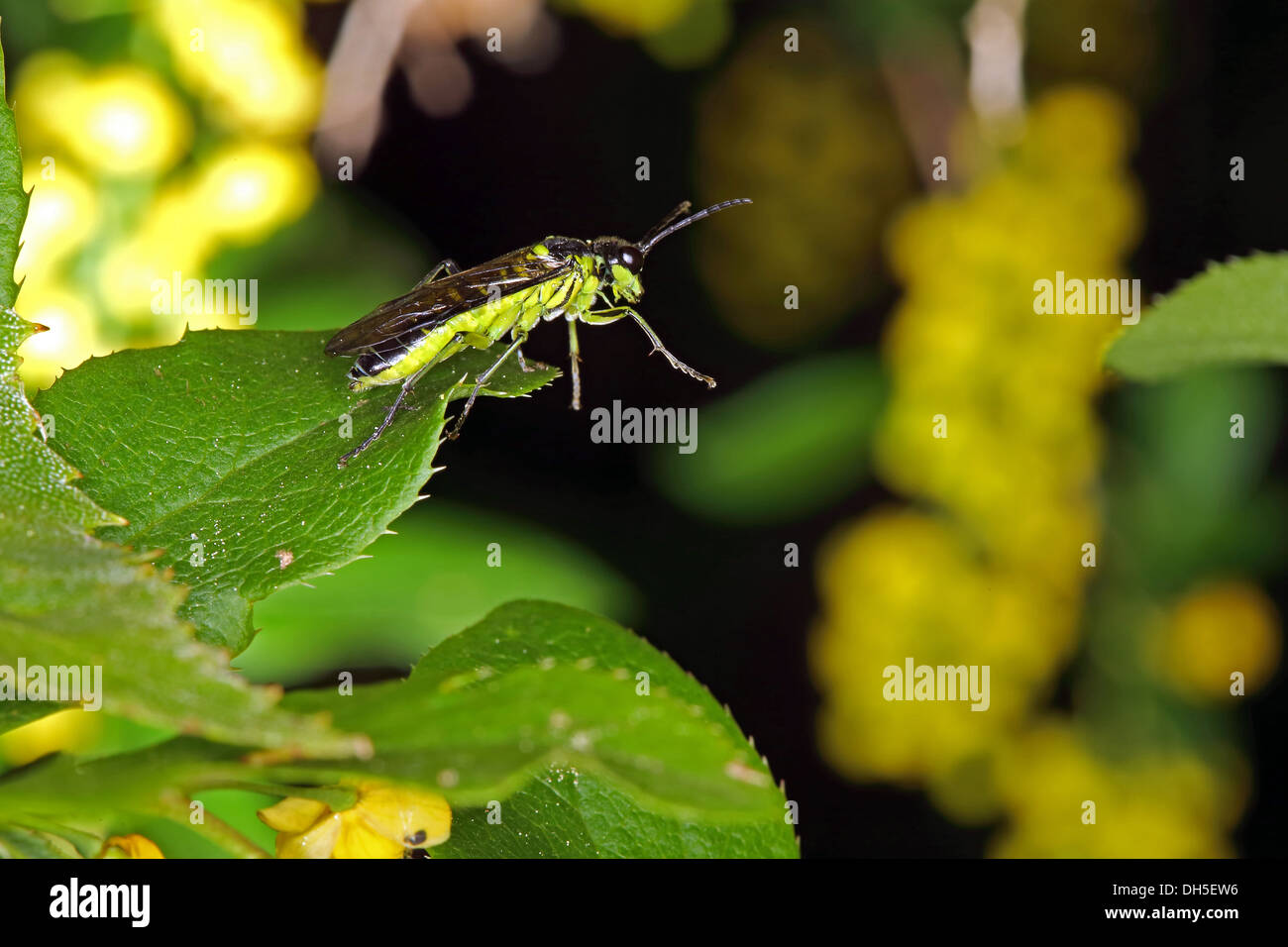 Tenthredo hi-res stock photography and images - Alamy