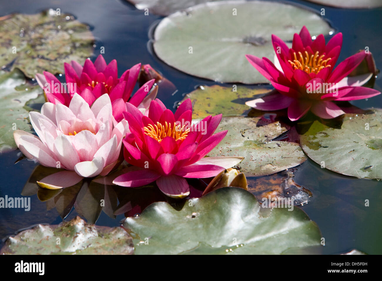 Water lilies (Nymphaea Stock Photo - Alamy