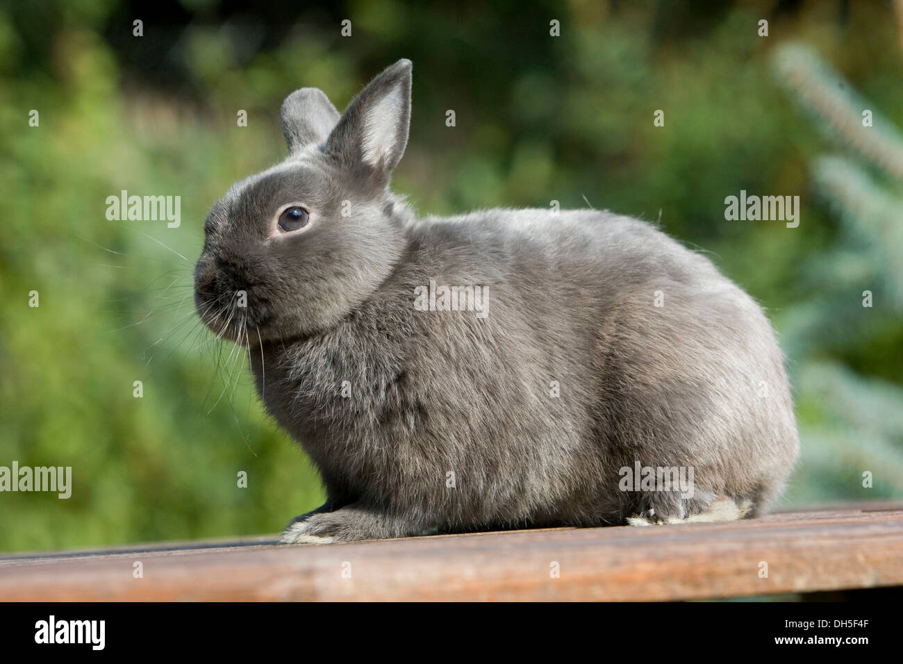 Netherland dwarf rabbit hi-res stock photography and images - Alamy