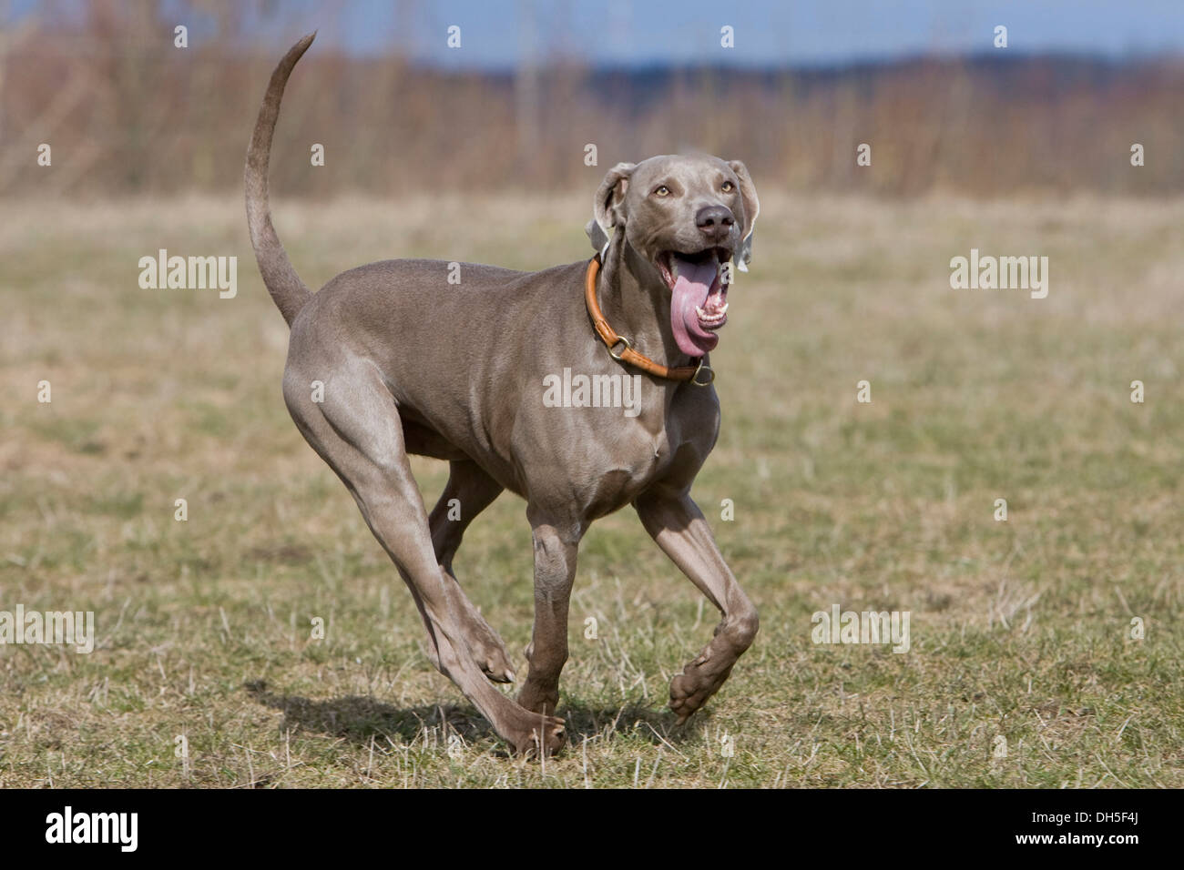 Weimaraner hi-res stock photography and images - Alamy