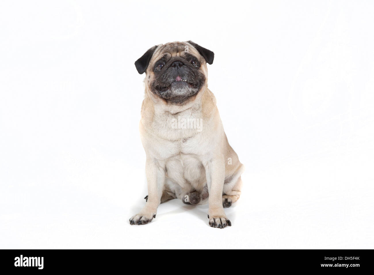 Black And White Fat Pugs